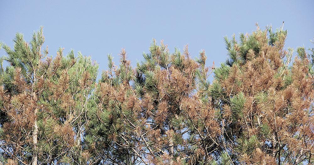 Pine trees likely to survive hail damage | Local News | hometownsource.com