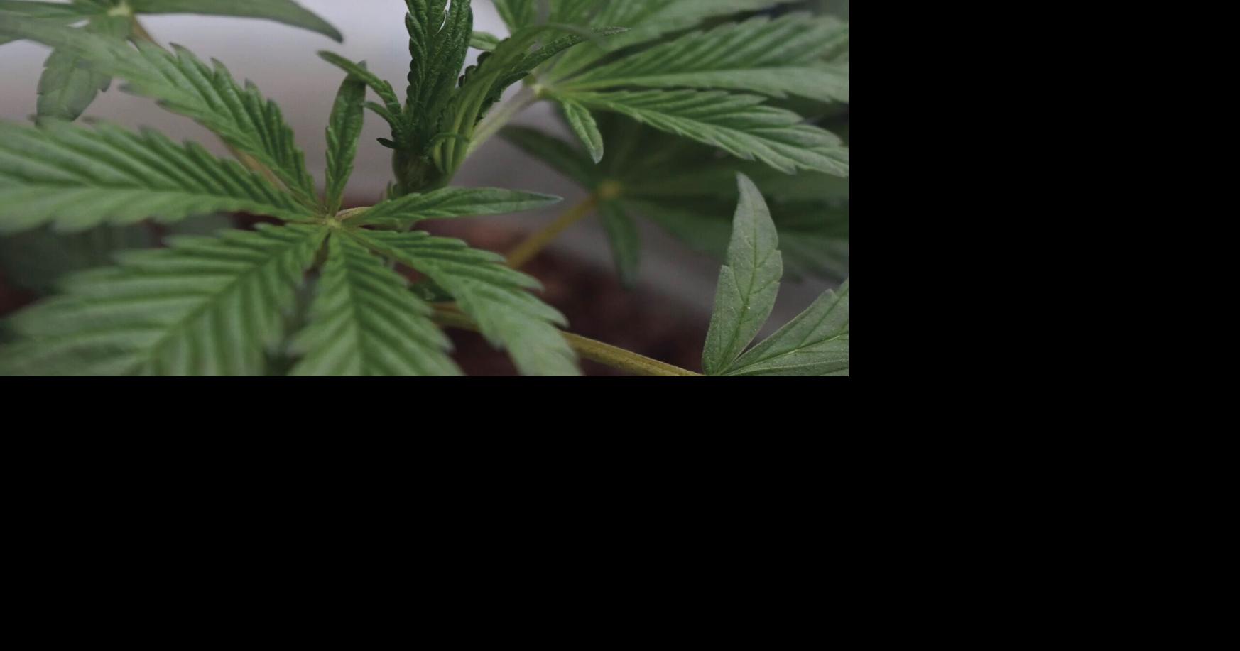 Eden Prairie approves rules for retail cannabis businesses | Local News ...