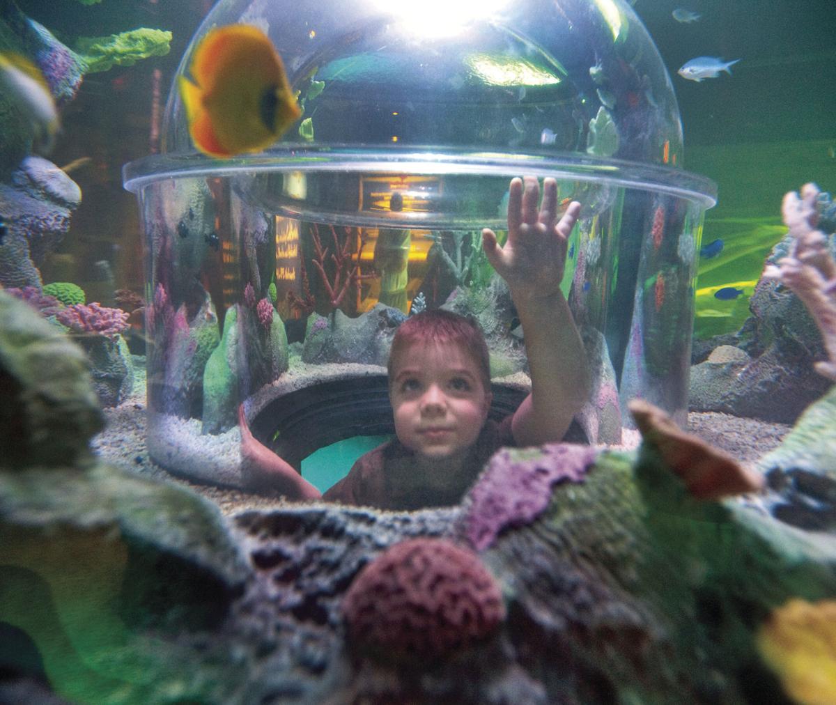 New exhibit coming to mall aquarium | Sun Current | hometownsource.com