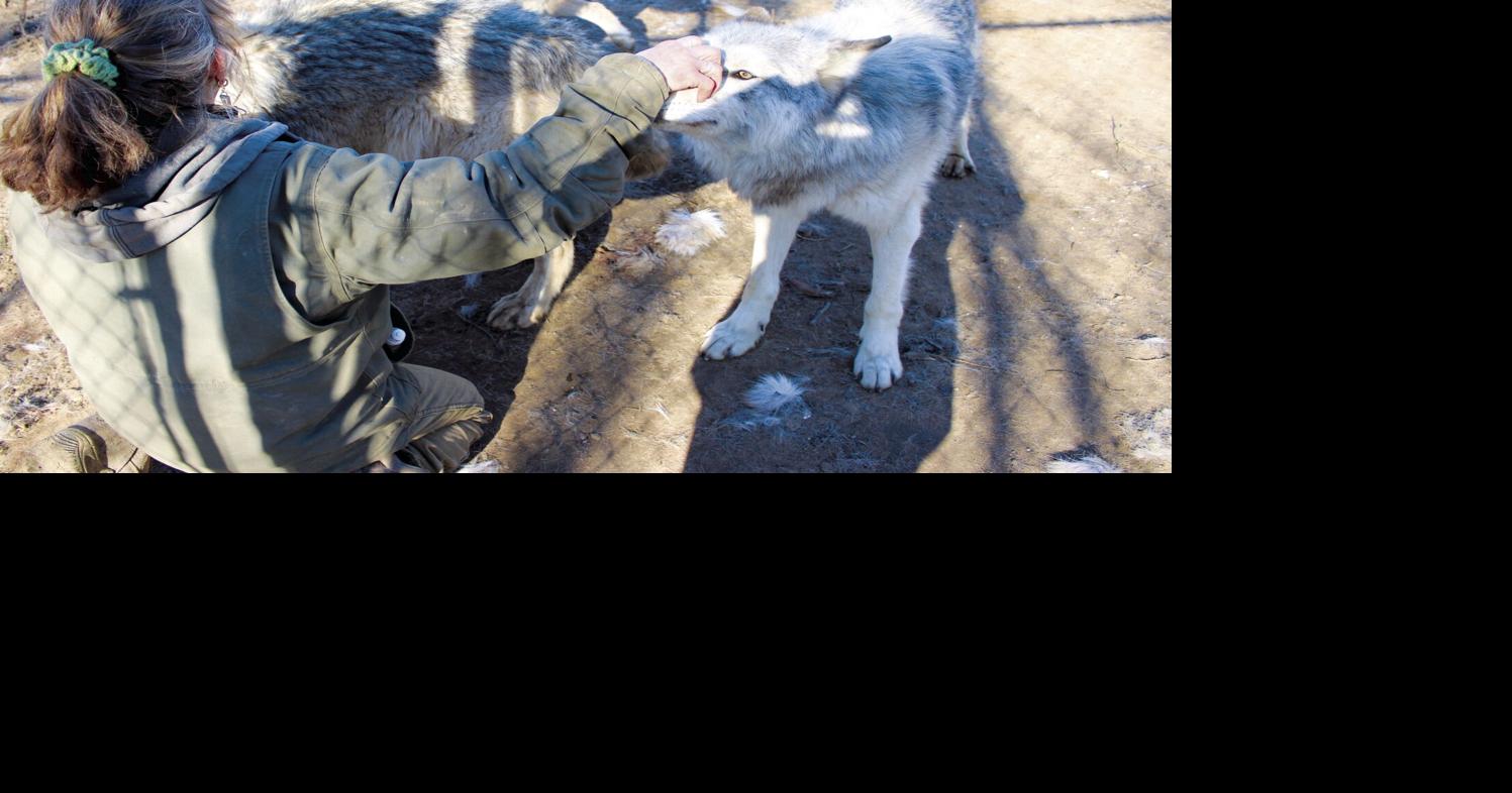 Wildlife Science Center aims to repopulate endangered wolves | Local ...
