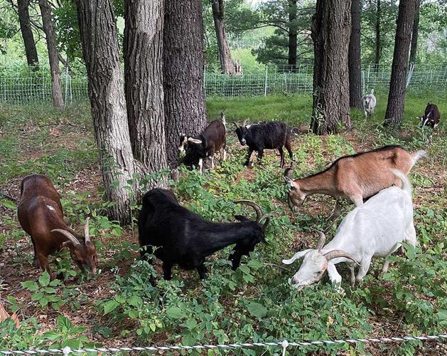 Goats have arrived at Belle Prairie Park | Morrison County Record ...