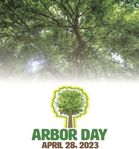 Stillwater prepares for biggest tree contest | Stillwater ...