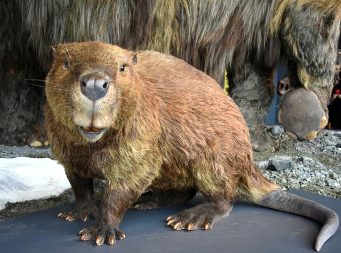 largest extinct beaver