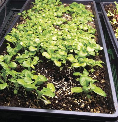 Gardening: Maximize seed starting success with seed starting chart ...