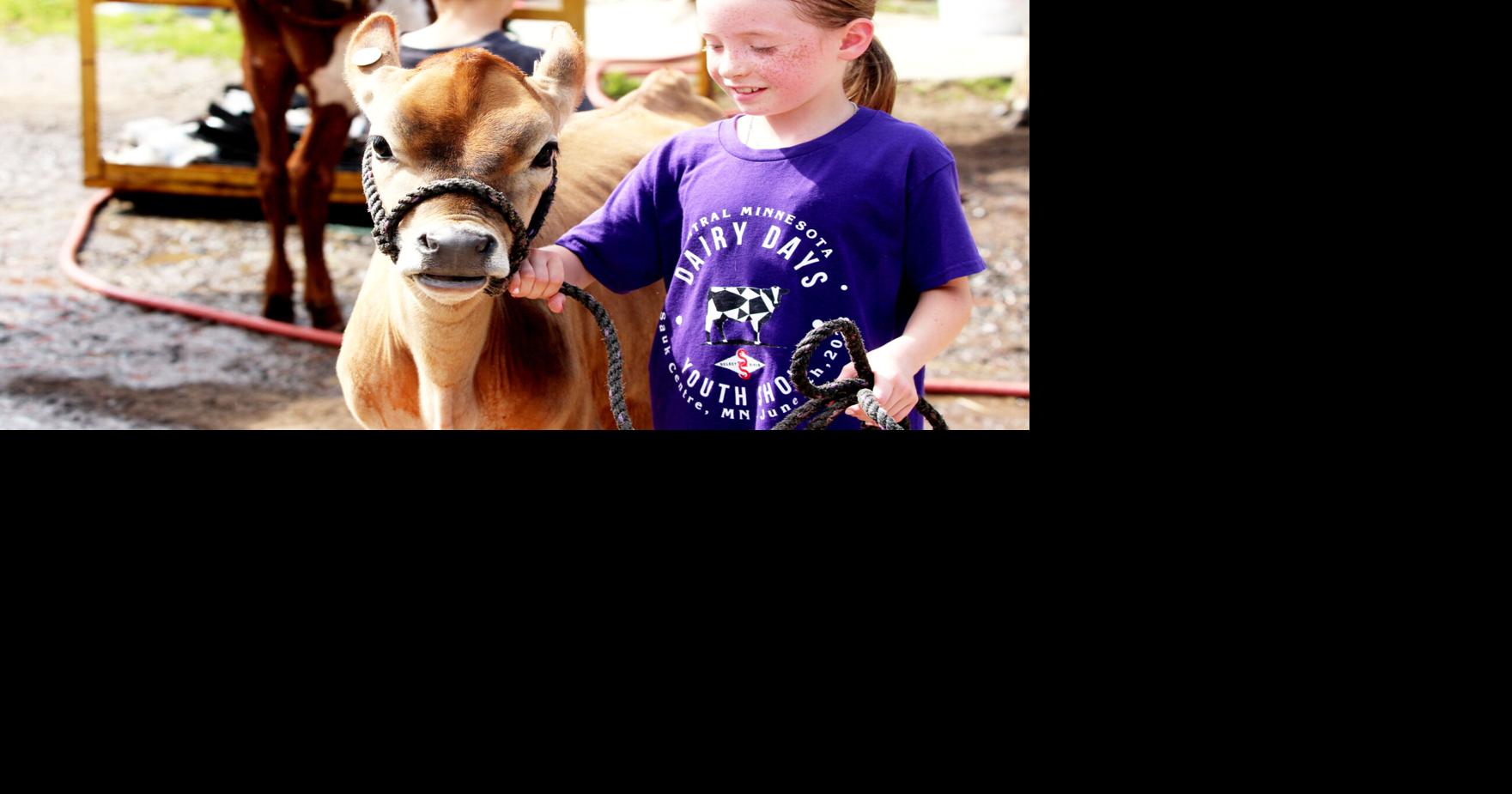 Cows make comeback at Sherburne County Fair | Monticello Times ...