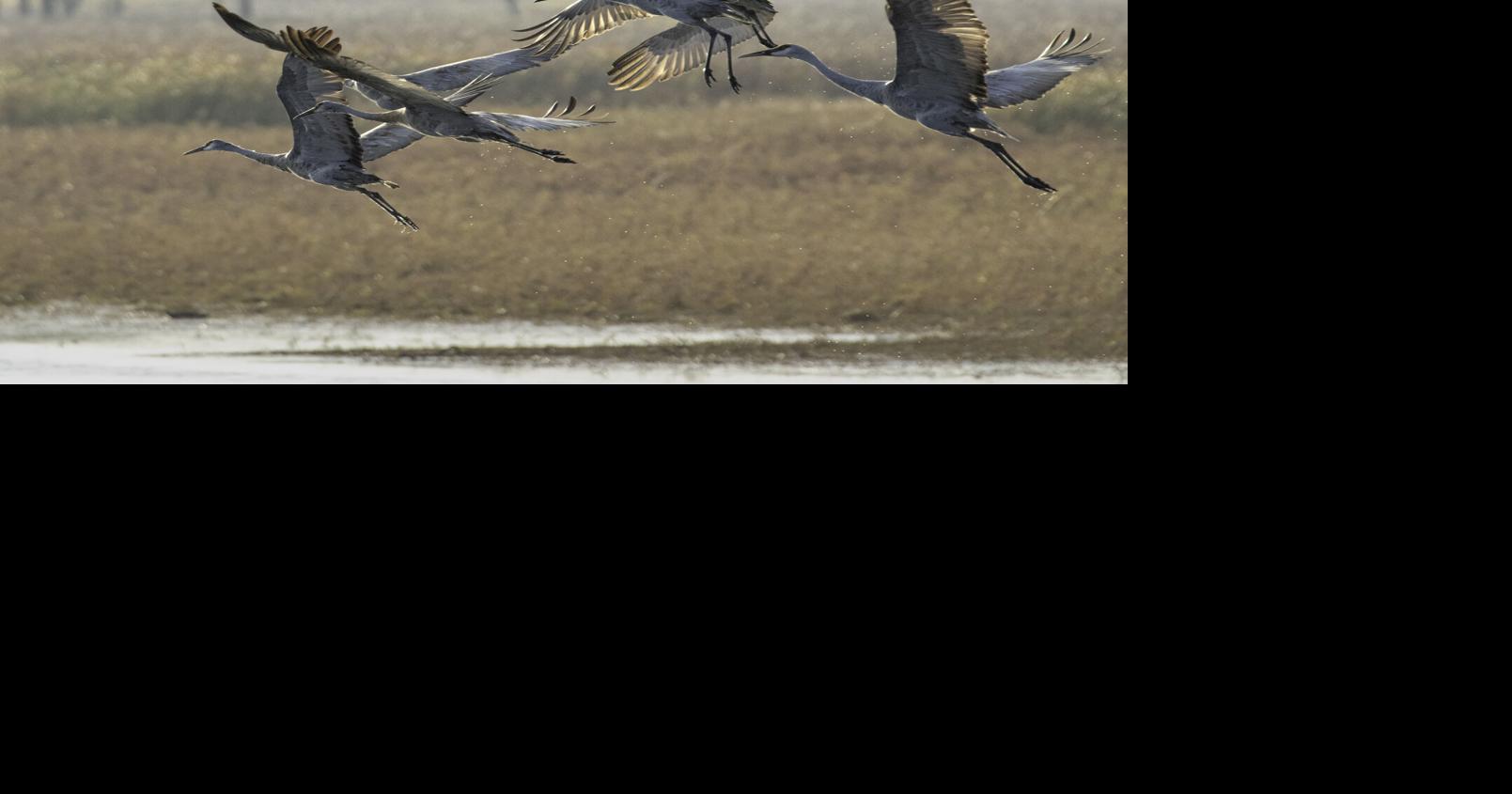 Refuge draws migrating cranes | Elk River Star News | hometownsource.com