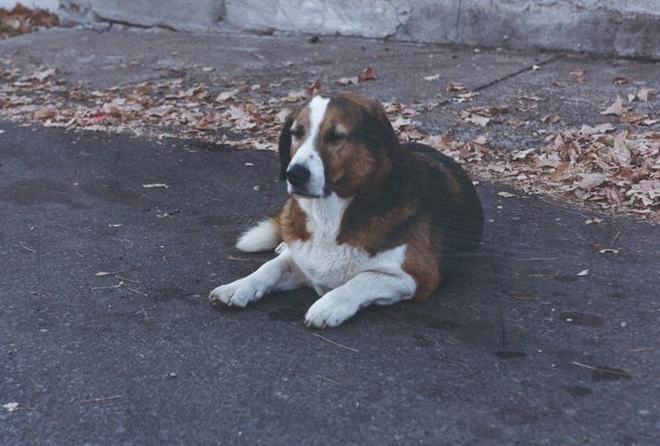 Back in time: Dogs of the valley | Stillwater | hometownsource.com