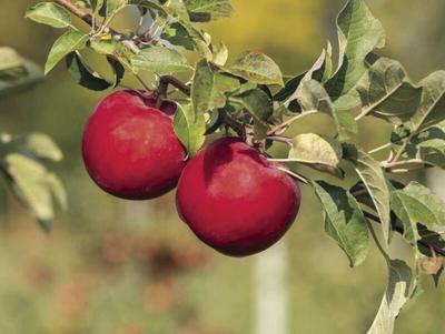 Apple breeding program offers new tastes | Local News | hometownsource.com