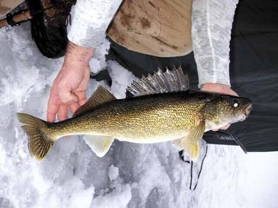 Upper Red Lake walleye regulations change for winter season | APG State ...
