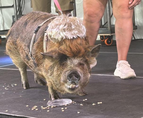 Kiss the Pig queen crowned by "Chef Porkton Ramsey" | Free ...