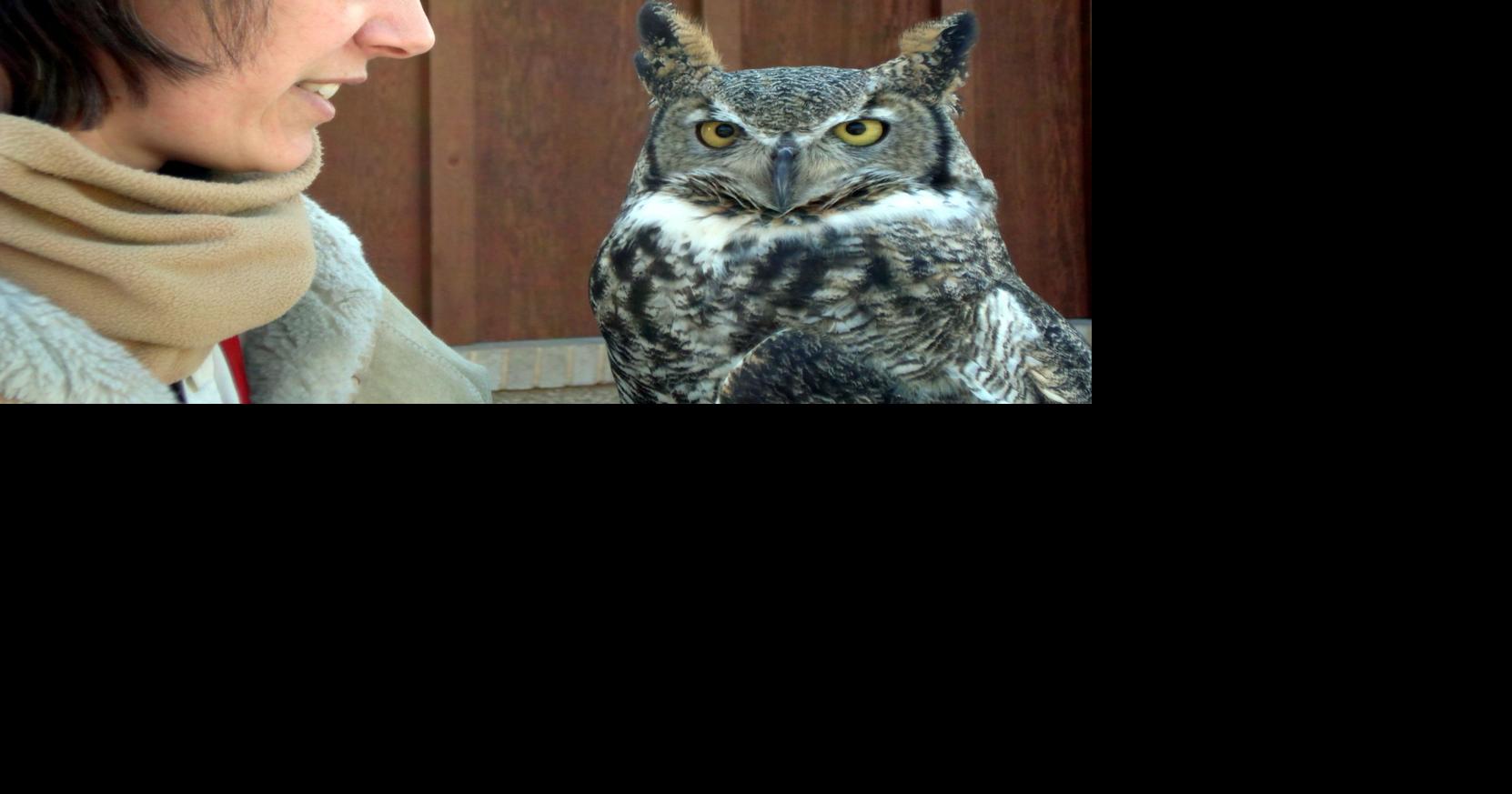 16th Annual International Festival of Owls a family-fun event ...
