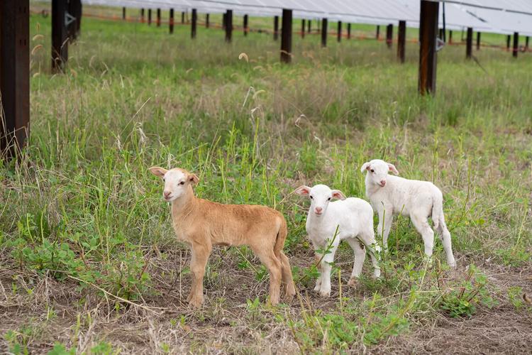 Sheep tackle 'lamb-scaping' at solar farm | Elk River Star News ...