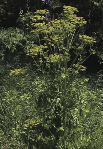 Watch out for wild parsnip | Free | hometownsource.com