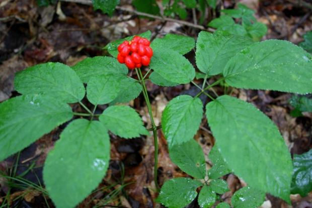 ginseng plant