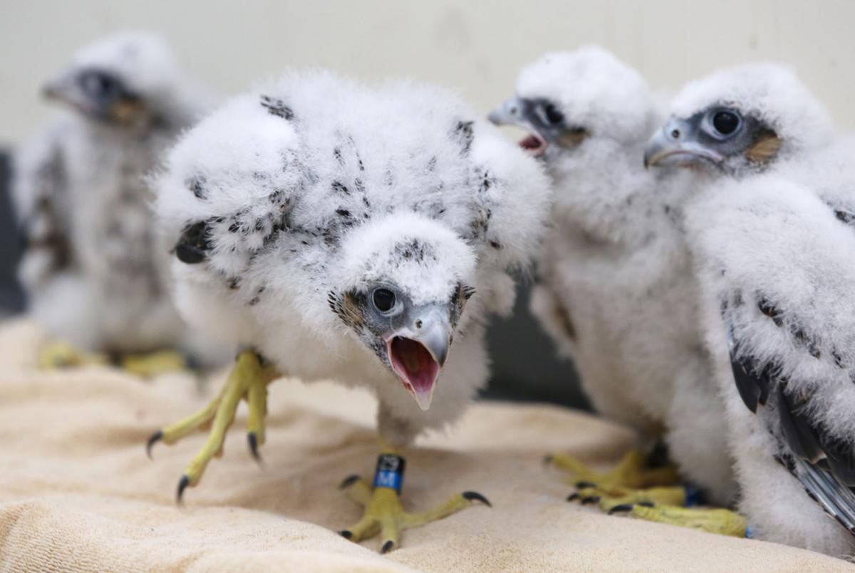 Photos: Peregrine falcon chicks | Local News | host.madison.com
