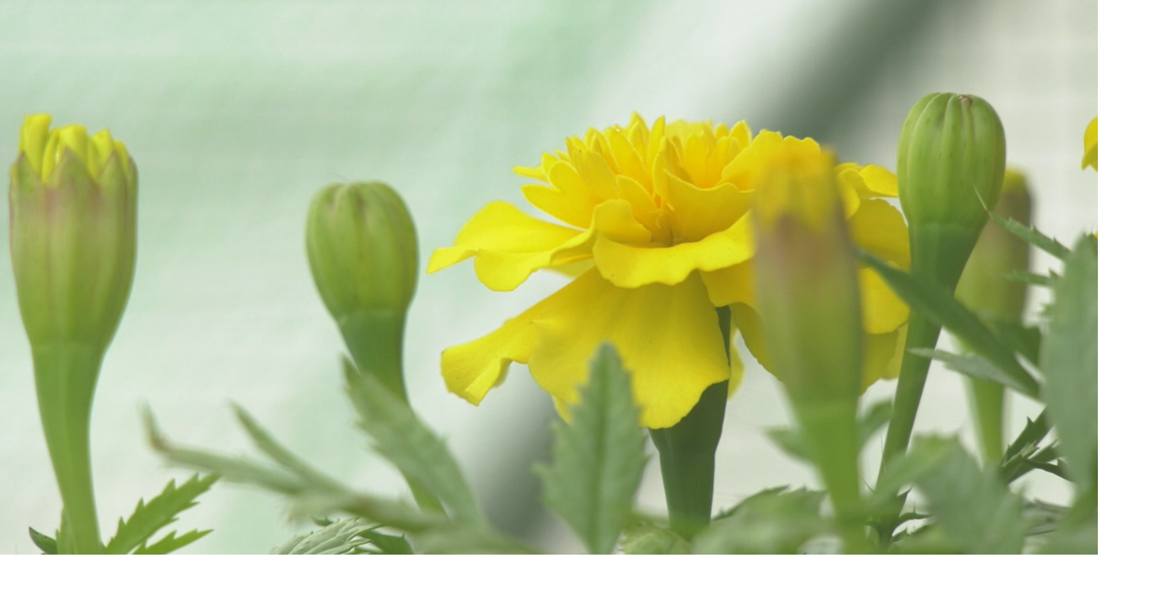 Growing Duluth Expands Offerings Of Spring Plants | Business | hub ...