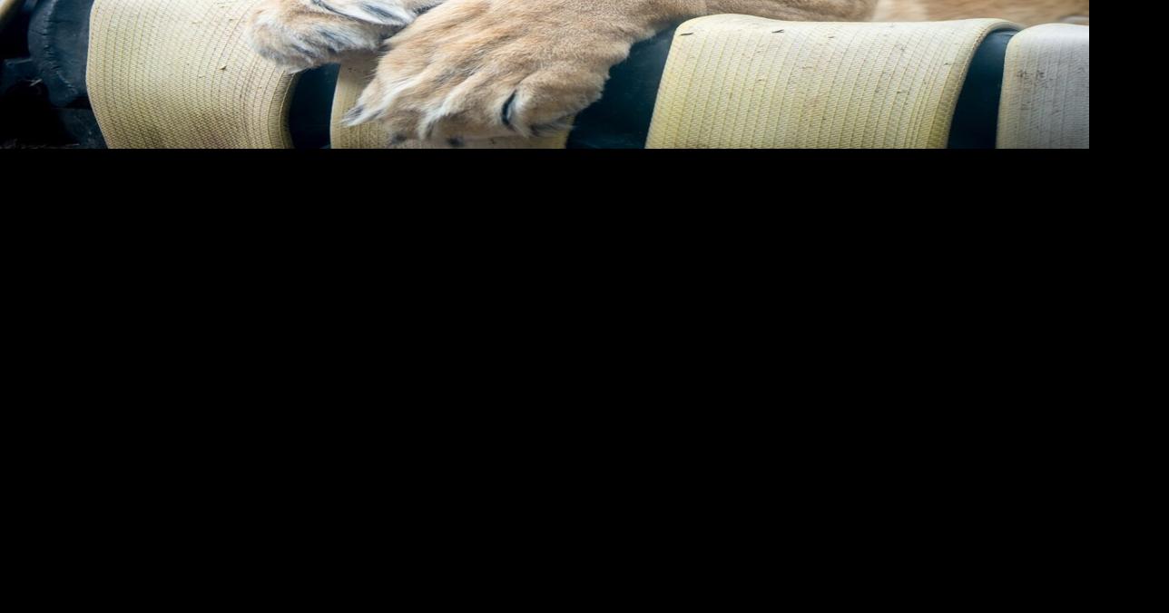 Lake Superior Zoo Announced Lion Lily Has Passed Away | Top Story ...