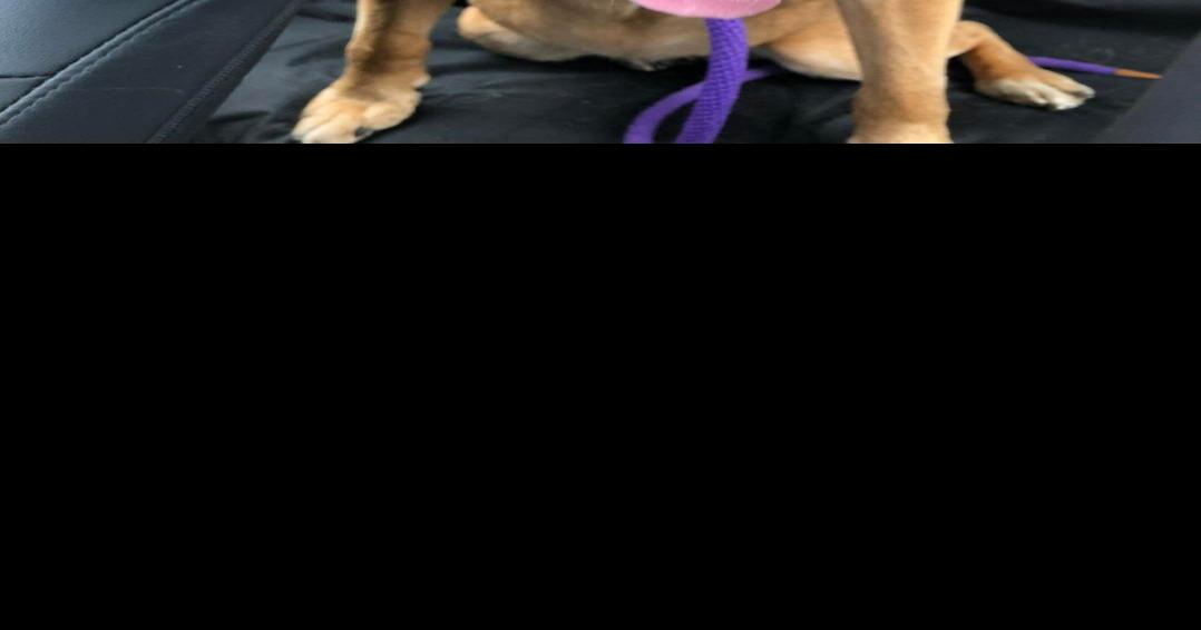 Live Interview: ‘Tuffy’ Needs Forever Home After Found Starving To ...