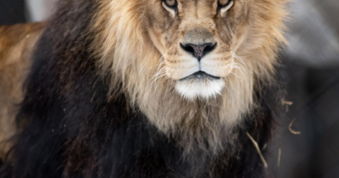 Lake Superior Zoo’s Longtime African Lion Dies | Top Story Headlines ...