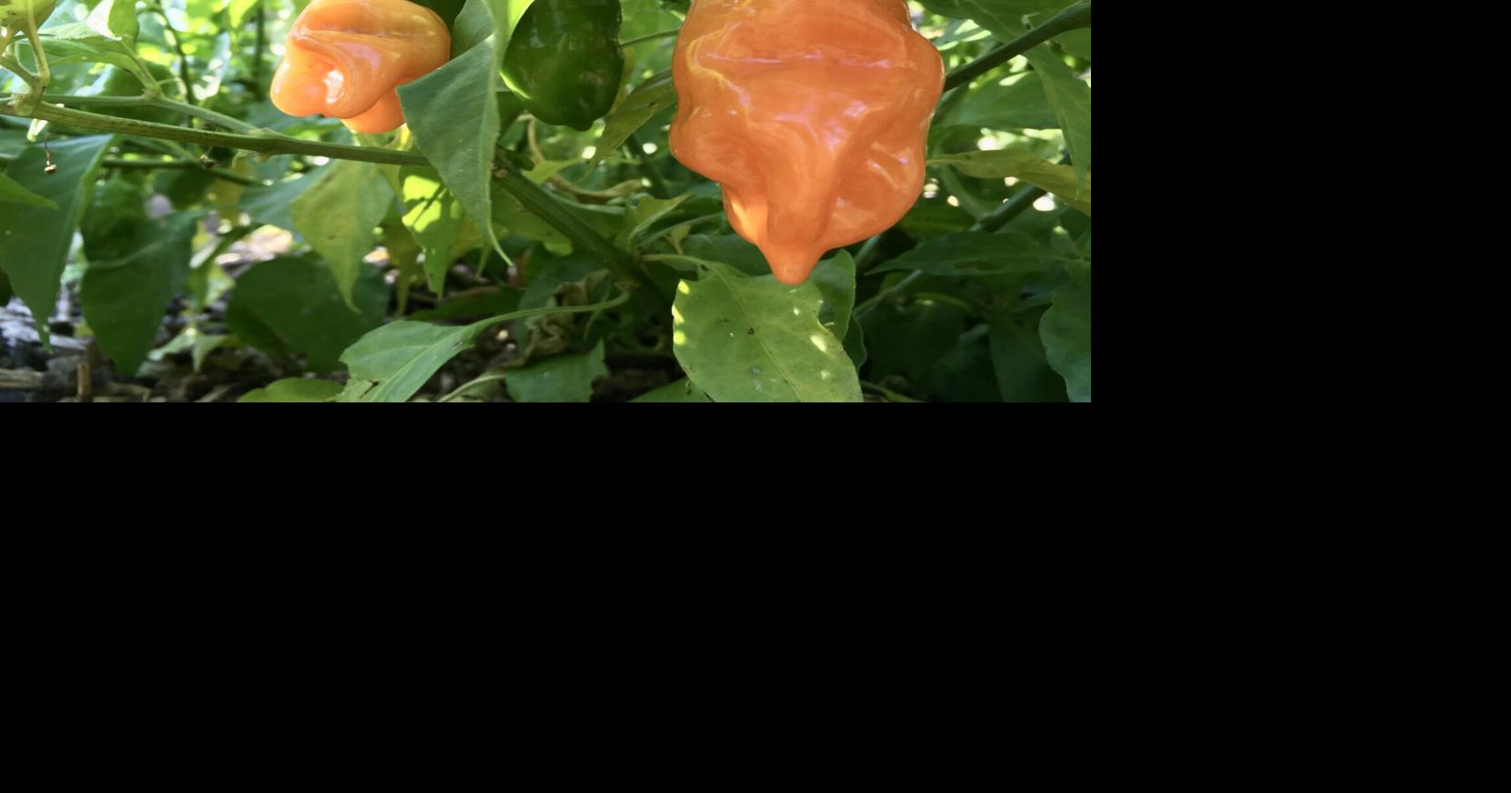 Fall pepper fest comes to MU | Local | huntingdondailynews.com