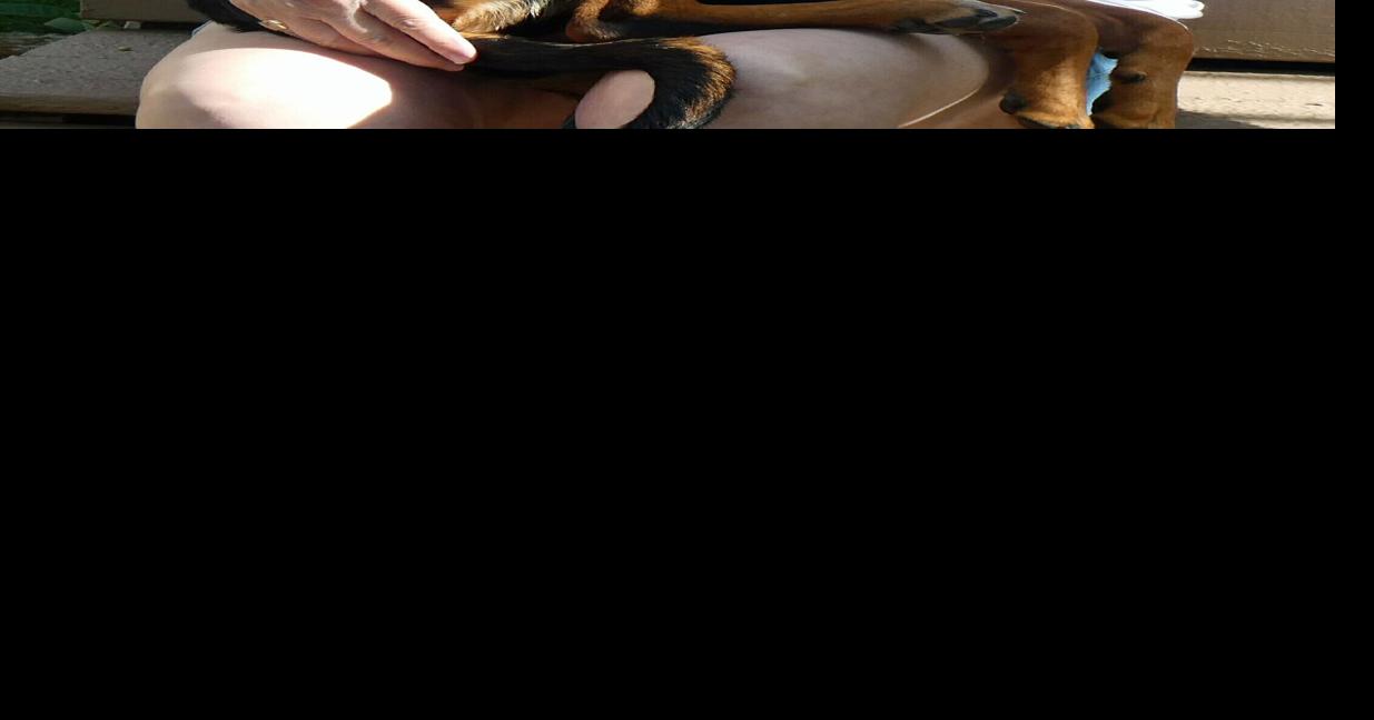 Temple hosts blessing of animals | News | huntingdondailynews.com