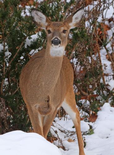 Naturally Speaking: A column by Mark Nale | News | huntingdondailynews.com