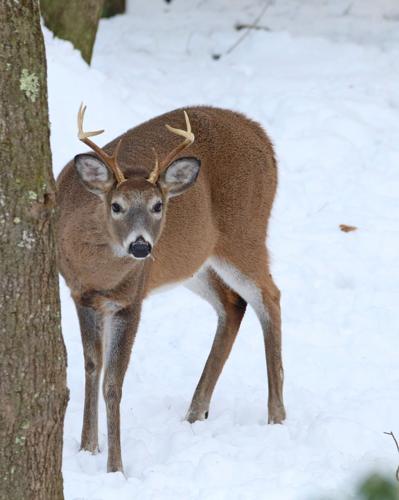 Naturally Speaking: Upping your odds of shooting a buck this year ...