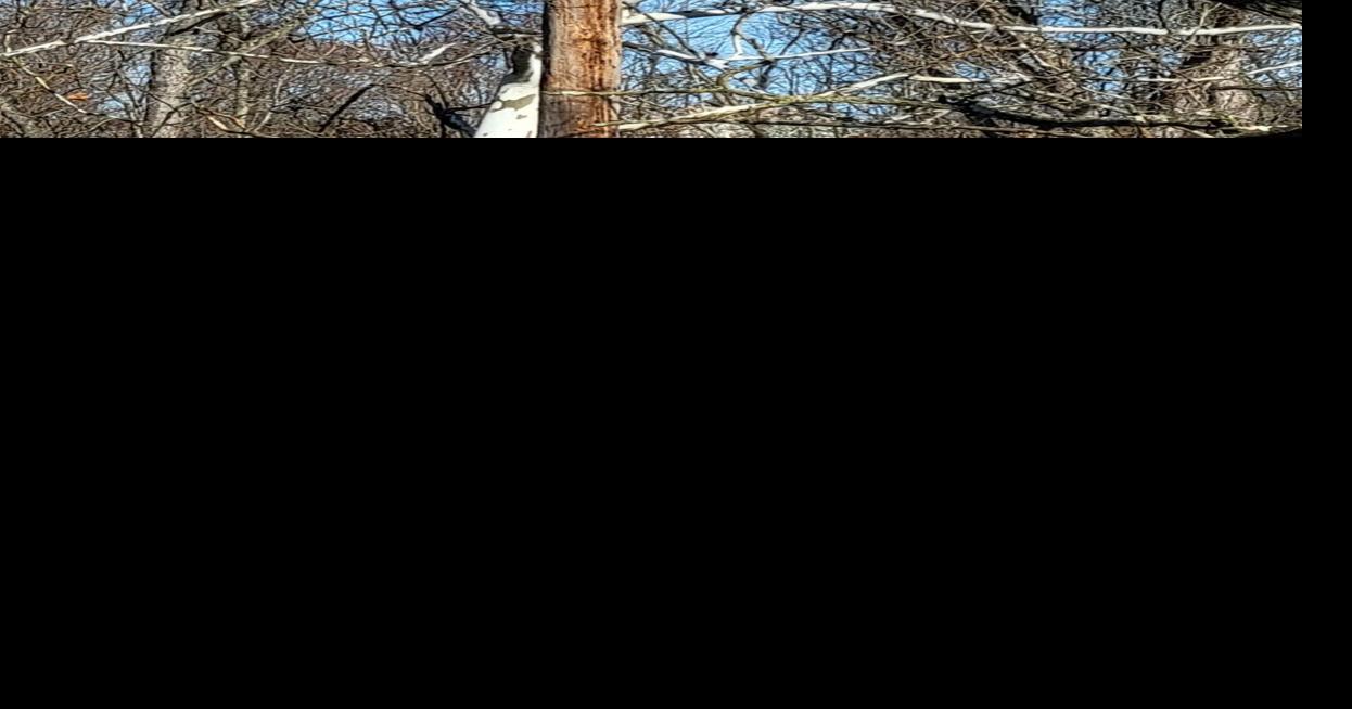 Park is home to endangered bats | Local | huntingdondailynews.com