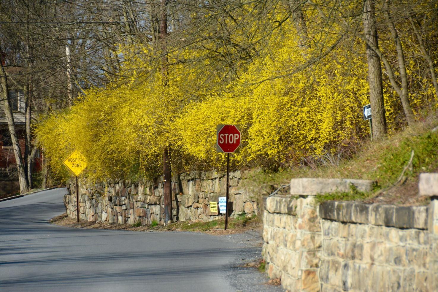 Colors appear for first day of spring | Local | huntingdondailynews.com