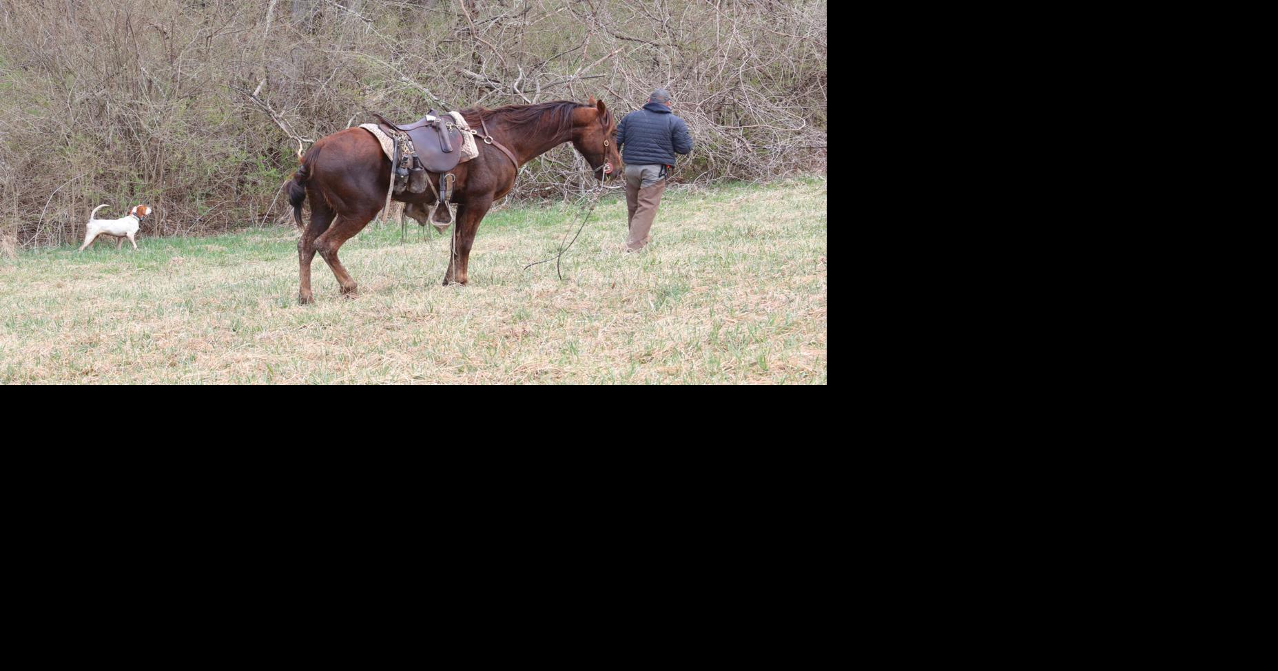 Bird dog field trials - another way to enjoy the outdoors | Sports ...