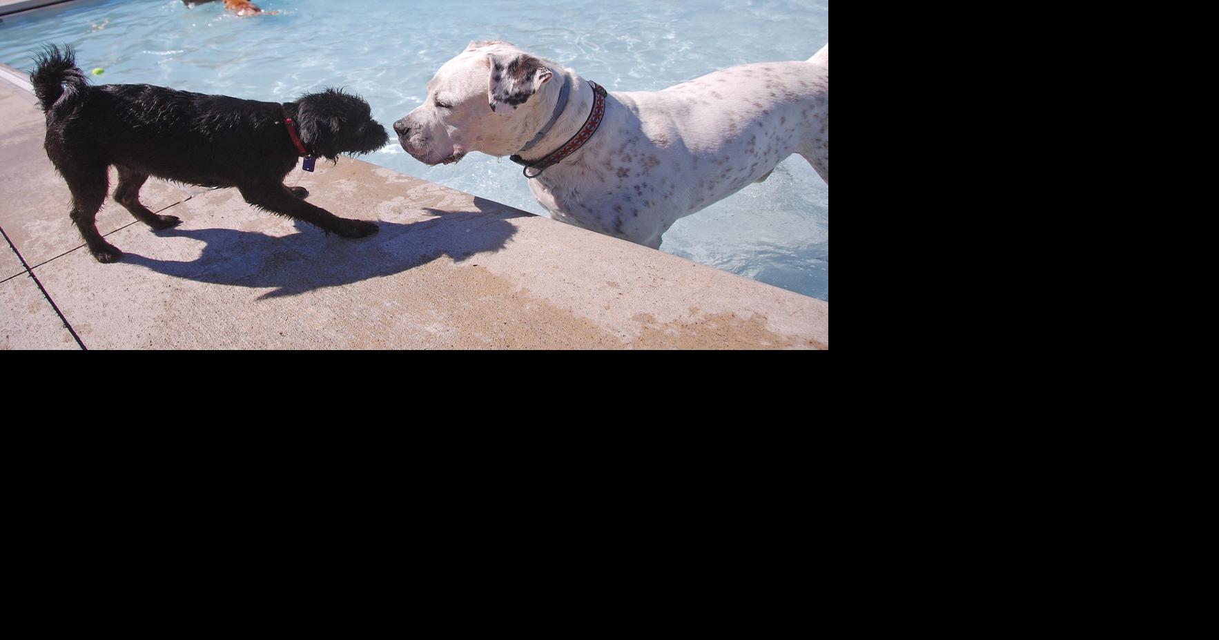 'Dog Days' splash party returns to pool | Local | huntingdondailynews.com