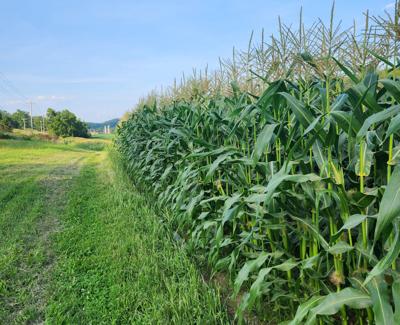 corn fields and humidity