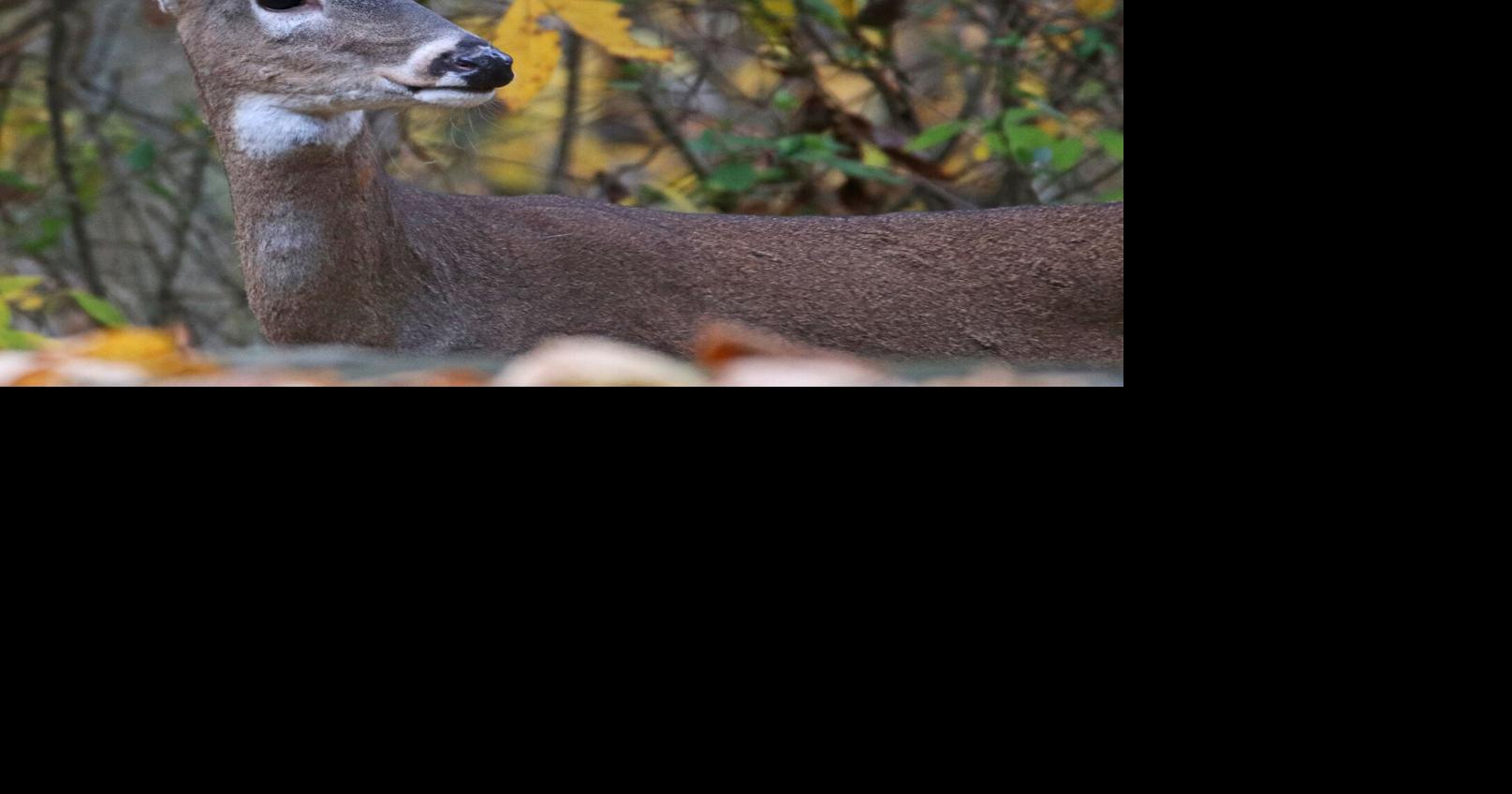 Naturally Speaking: A column by Mark Nale | News | huntingdondailynews.com