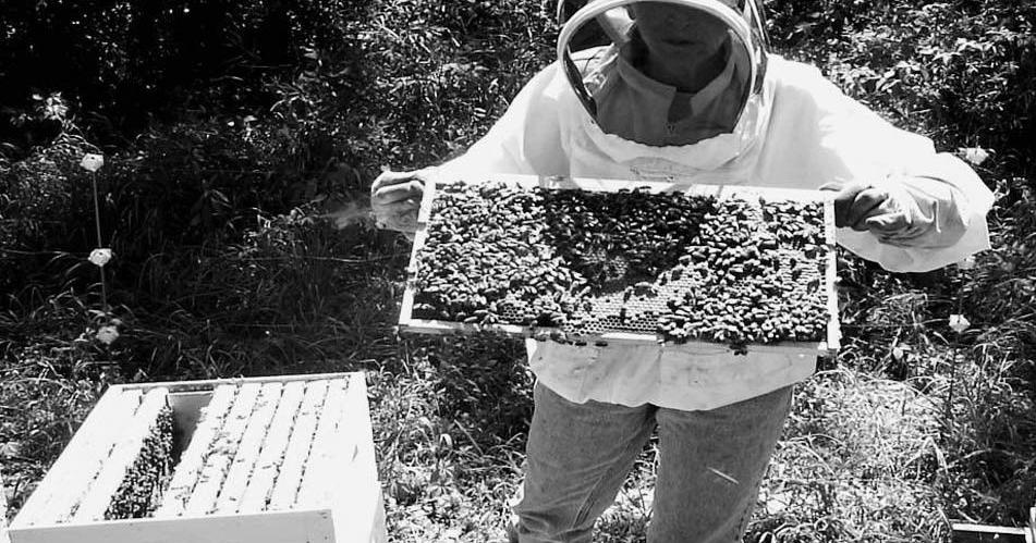 Local beekeeper to host beginner workshops | Local ...