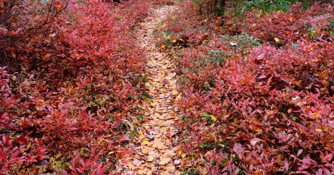 Fall foliage at its peak | Local | huntingdondailynews.com