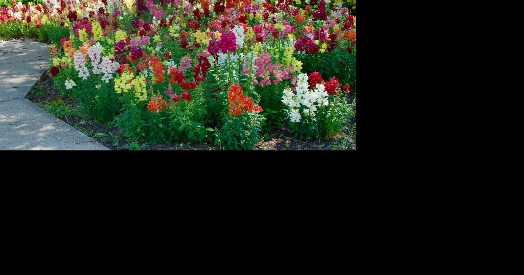 Snappy flower display in Shirleysburg | Local | huntingdondailynews.com