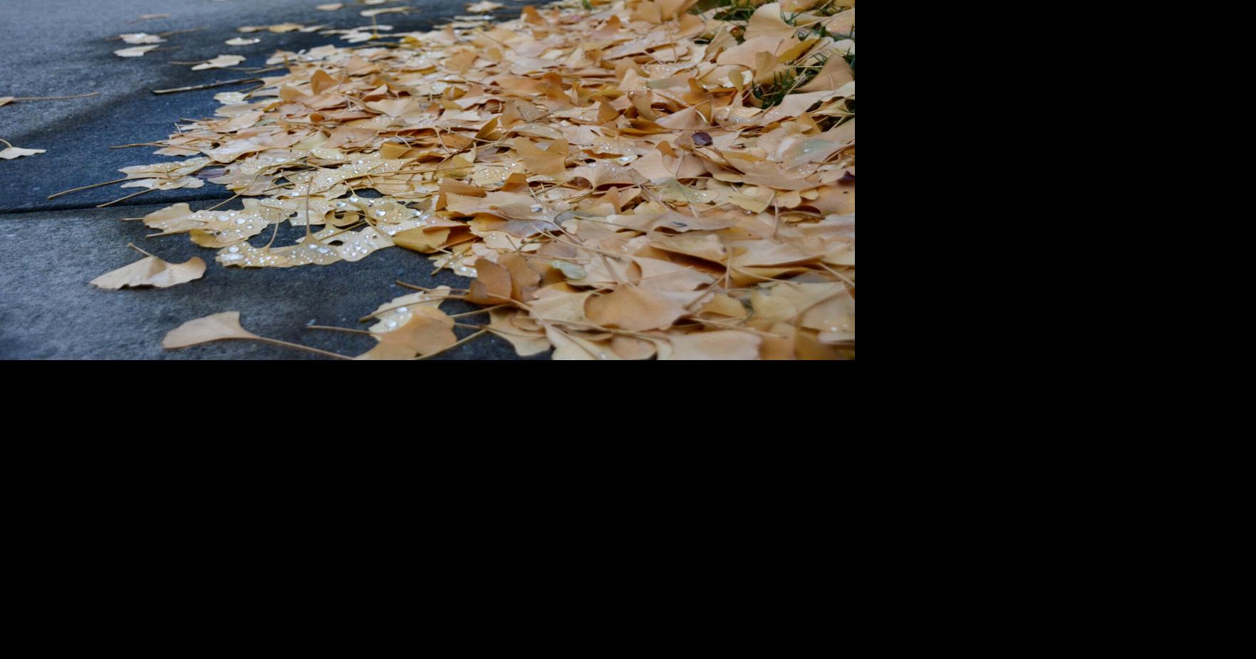 Fall is fading fast | Local | huntingdondailynews.com