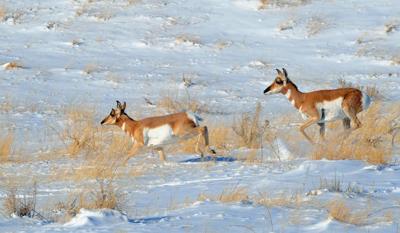 Survival of the pronghorn: Montana-Canada study identifies pronghorn ...