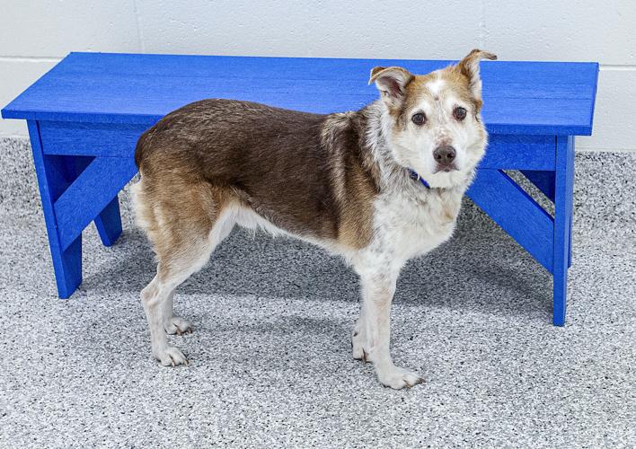 Idaho Humane Society near capacity, seeking homes for dogs, 'long ...