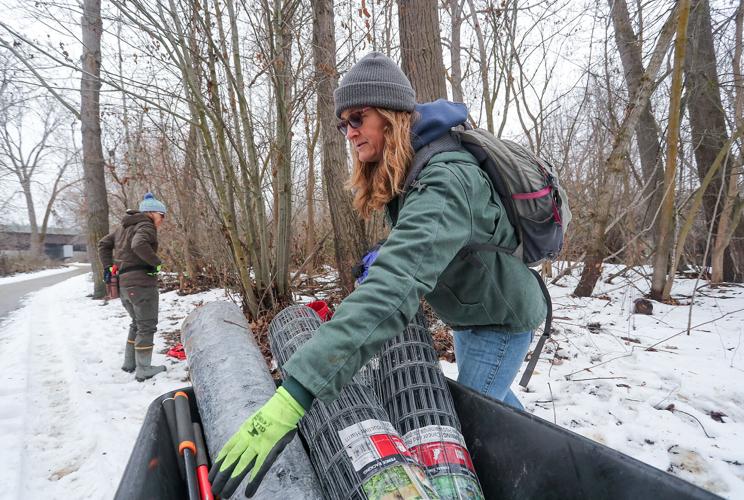 Volunteer program protects some Boise River trees from browsing beavers ...