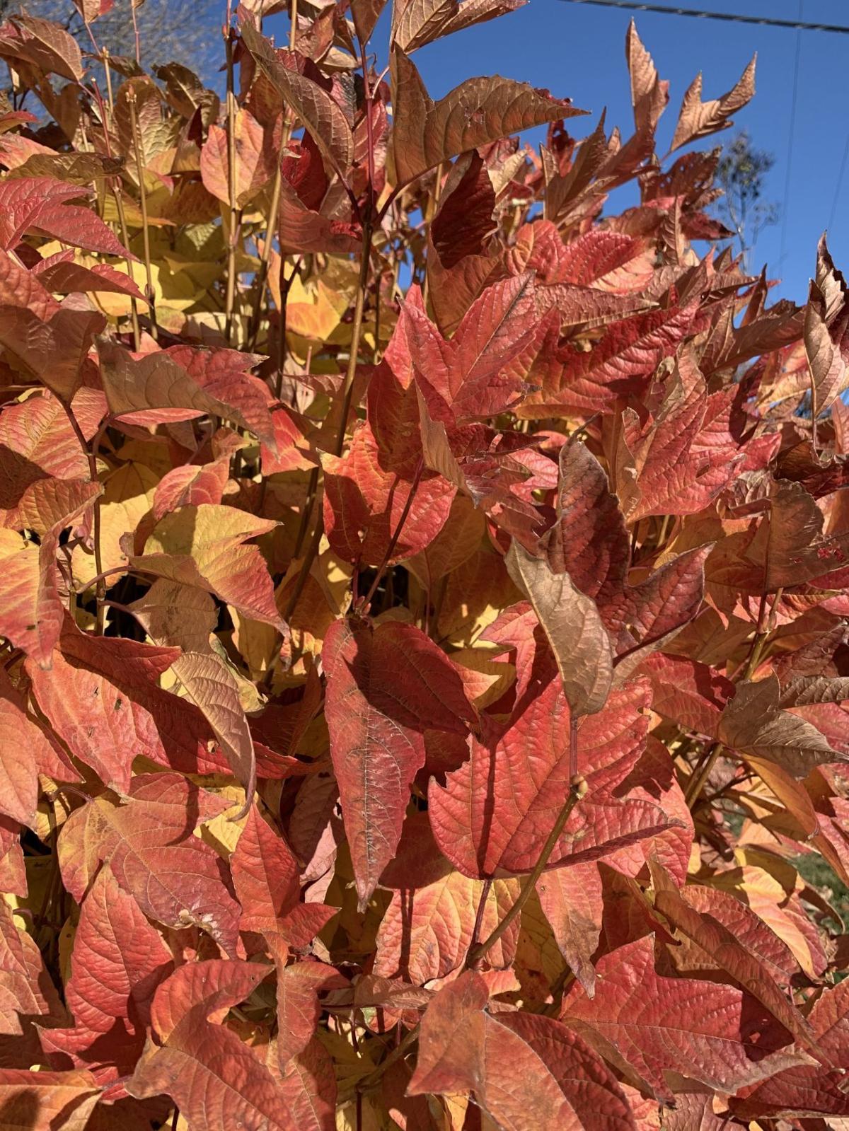 An autumn poem: The Inbetween | Life | idahopress.com