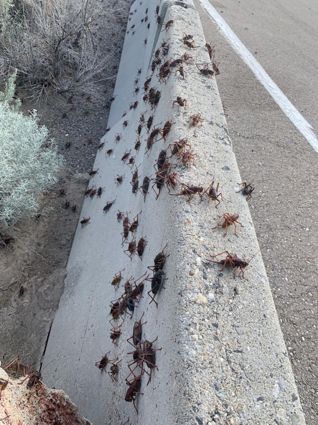 texas tarantula migration