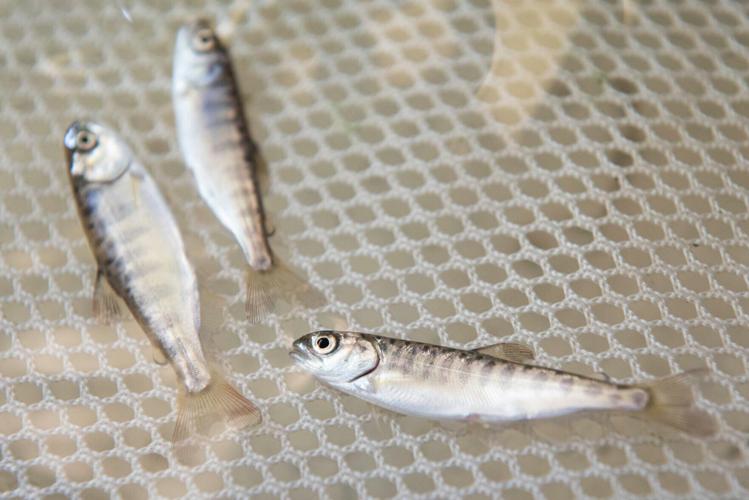 Process of fin clipping begins at Samish Hatchery | Outdoors News ...