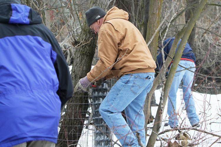 Volunteer program protects some Boise River trees from browsing beavers ...