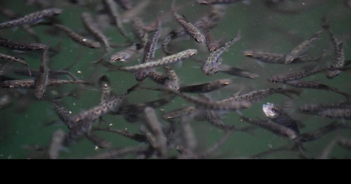 ‘Covenant of the Salmon People’ film shows Nez Perce Tribe’s ...