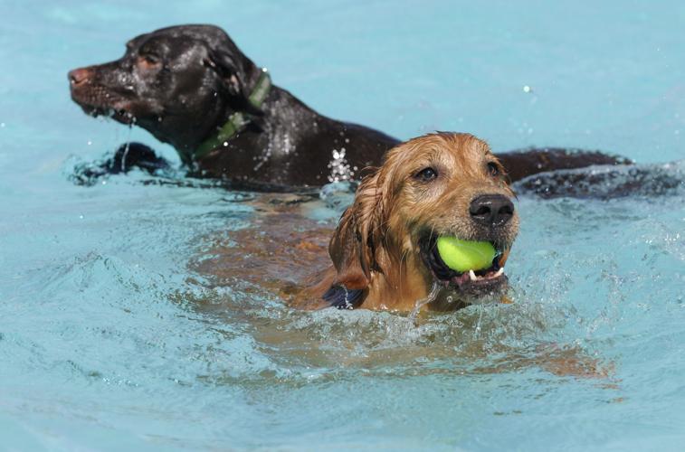 Pooch Pool Party | Idaho Press-Tribune Multimedia Gallery | idahopress.com