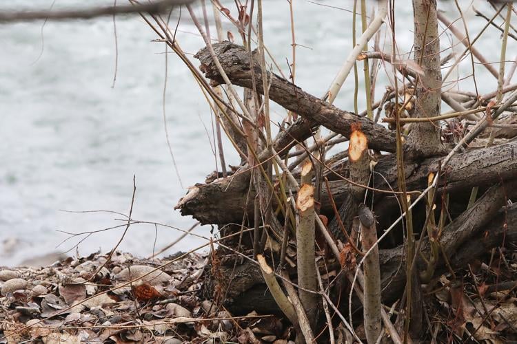 Volunteer program protects some Boise River trees from browsing beavers ...
