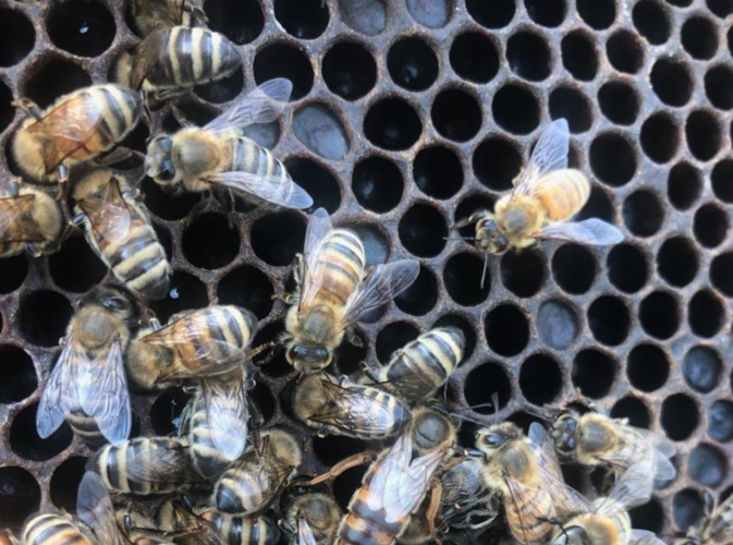 Steele Legacy: Caldwell bee farm making local honey, offering hive ...