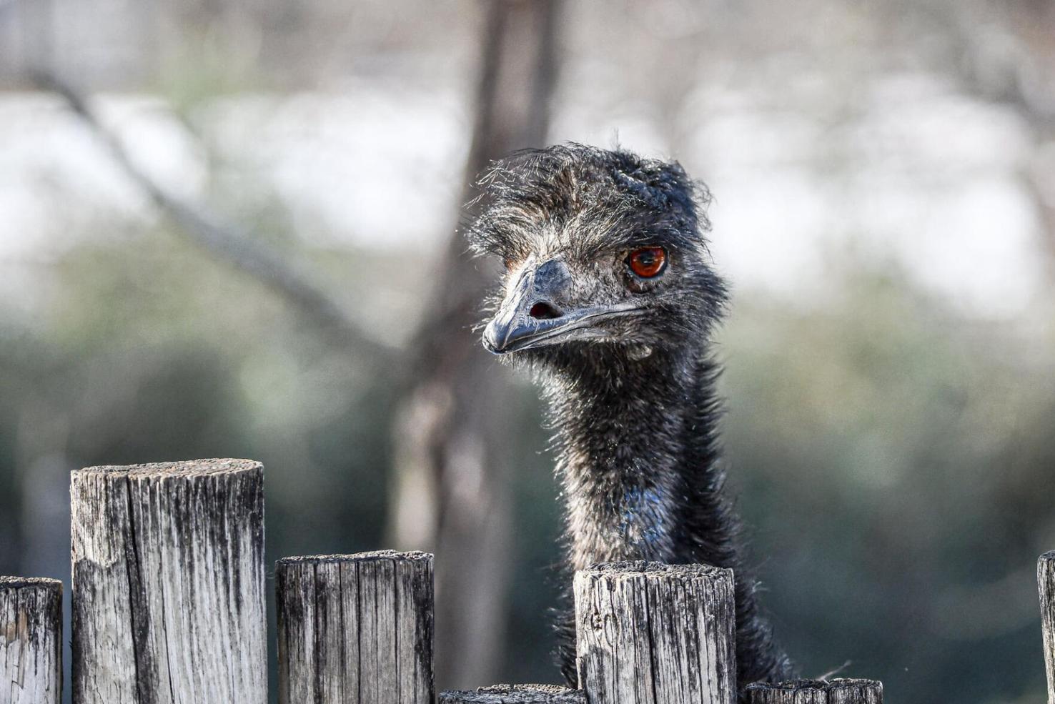 Hail storm kills emu at Missouri zoo, cancels flights and damages ...