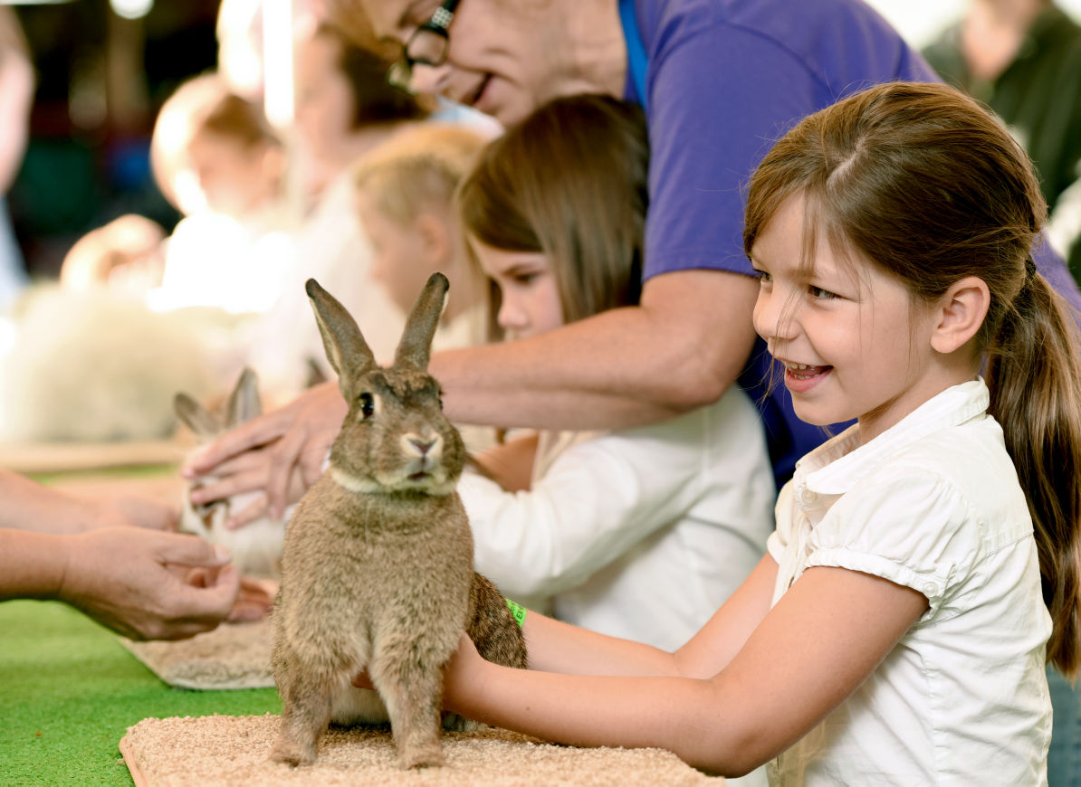 Canyon County Fair Rabbit Showmanship | Photos | idahopress.com